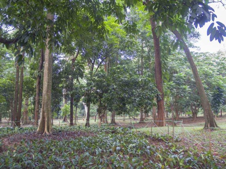 KEBUN RAYA BOGOR Tiket Masuk, Zona Taman dan Rute Feb 2026