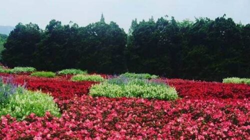 TAMAN BUNGA NUSANTARA: Tiket Masuk dan 9 Zona Taman - TravelsPromo Mar 2026