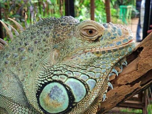 GODONG IJO Sawangan Tiket & Aktivitas - Oktober 2025