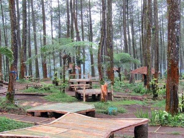 HUTAN PINUS BANDUNG : 7 Lokasi Wisata Menyejukkan