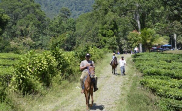 GUNUNG MAS PUNCAK Tiket Masuk, Aktivitas & Fasilitas - Oktober 2025