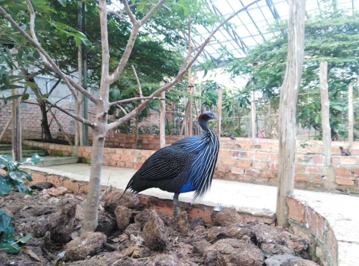 PALEMBANG BIRD PARK Tiket Masuk, Wahana, Fasilitas dan Transportasi ...