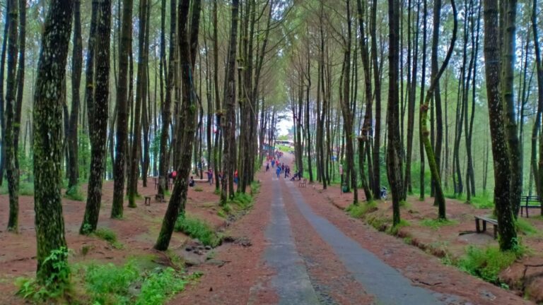 HUTAN PINUS KRAGILAN Tiket & Spot Selfie - Maret 2025 HUTAN PINUS KRAGILAN Tiket & Spot Selfie - Maret 2025