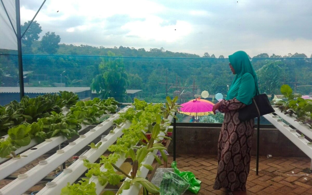 KEBUN PAK BUDI Tiket & Aktivitas - Oktober 2025