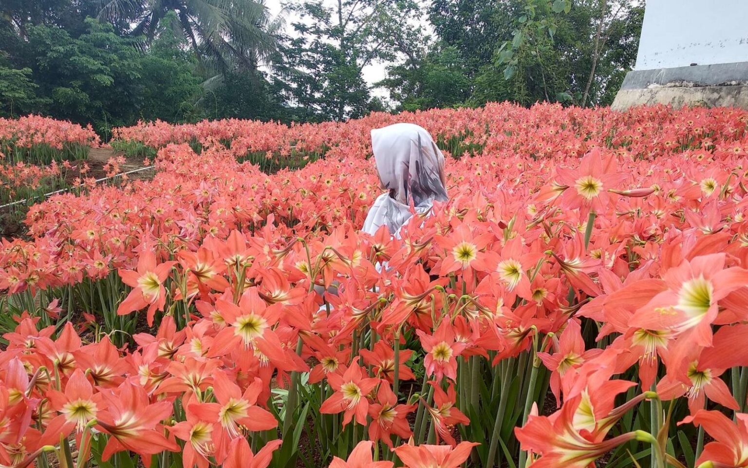 TAMAN BUNGA AMARILIS Tiket Murah Penuh Warna Feb 2026