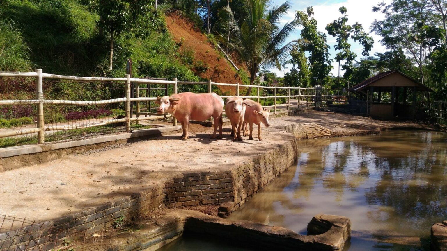 BOGOR MINI ZOO Tiket Masuk dan Aktivitas Mar 2026