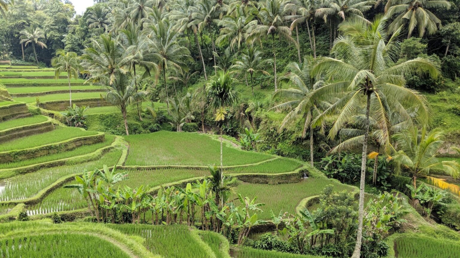 TEGALLALANG RICE TERRACE Tiket Masuk dan Aktivitas Jun 2026
