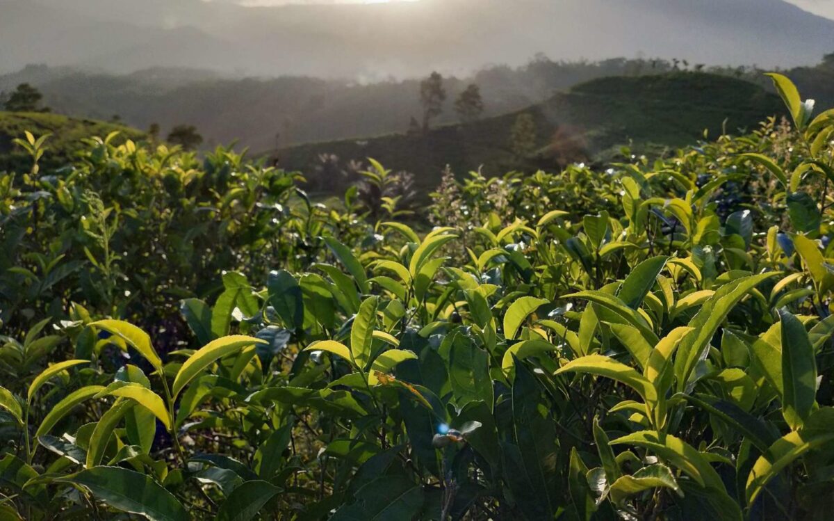 BUKIT KACAPI Tiket & Wahana - Oktober 2025