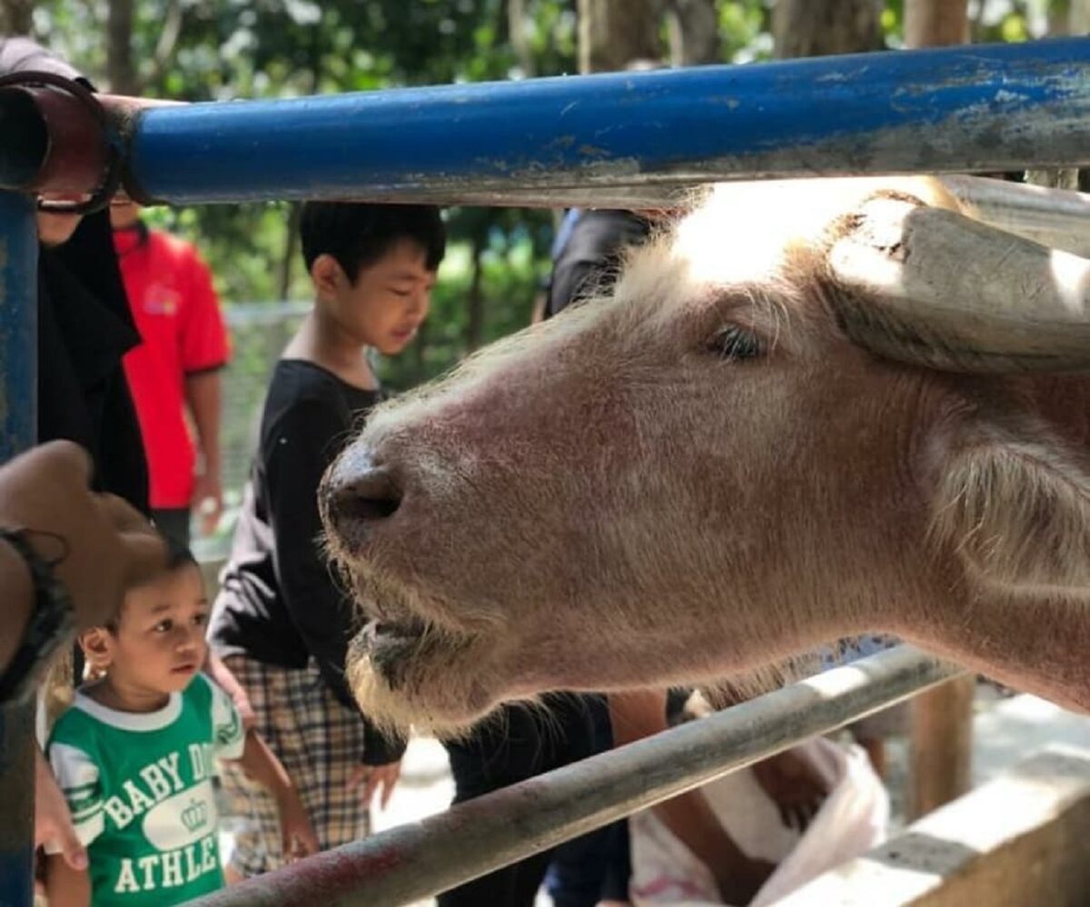 NDAYU PARK Sragen Tiket Masuk dan Wahana May 2026