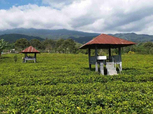 KEBUN TEH KEMUNING Karanganyar Tiket & Aktivitas - Oktober 2025
