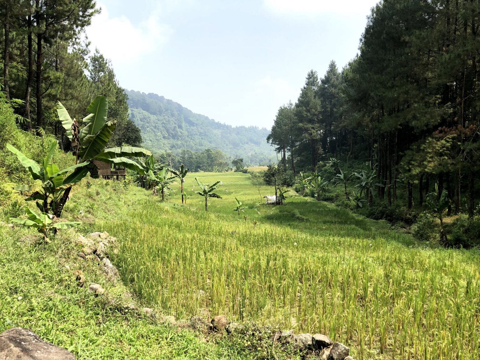 CURUG CIAMPEA Bogor Tiket Masuk, Daya Tarik dan Lokasi - November 2025