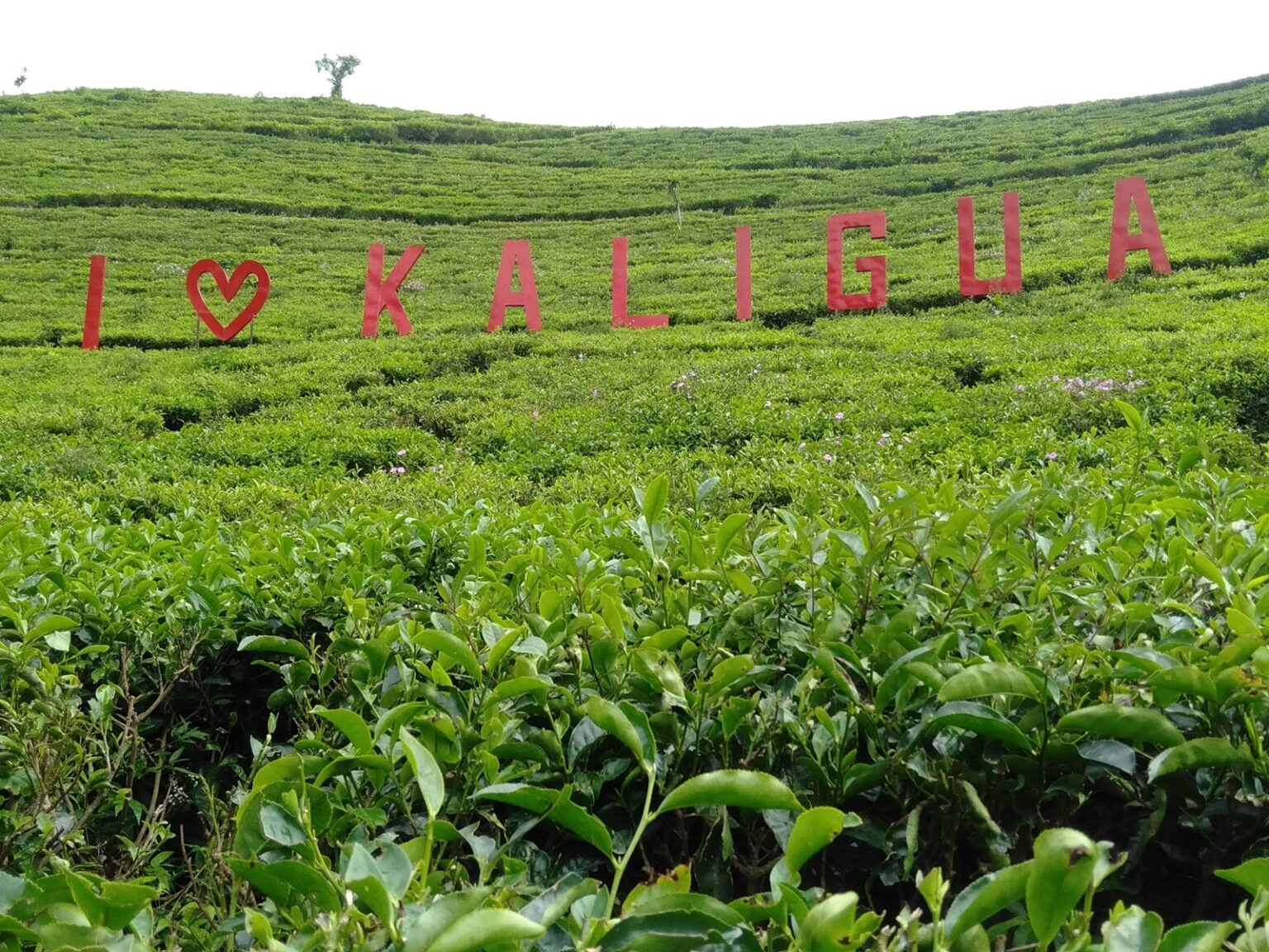 KEBUN TEH KALIGUA Brebes Tiket Masuk, Daya Tarik dan Fasilitas ...