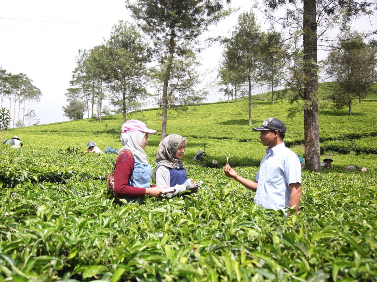 KEBUN TEH KALIGUA Brebes Tiket Masuk, Daya Tarik dan Fasilitas ...