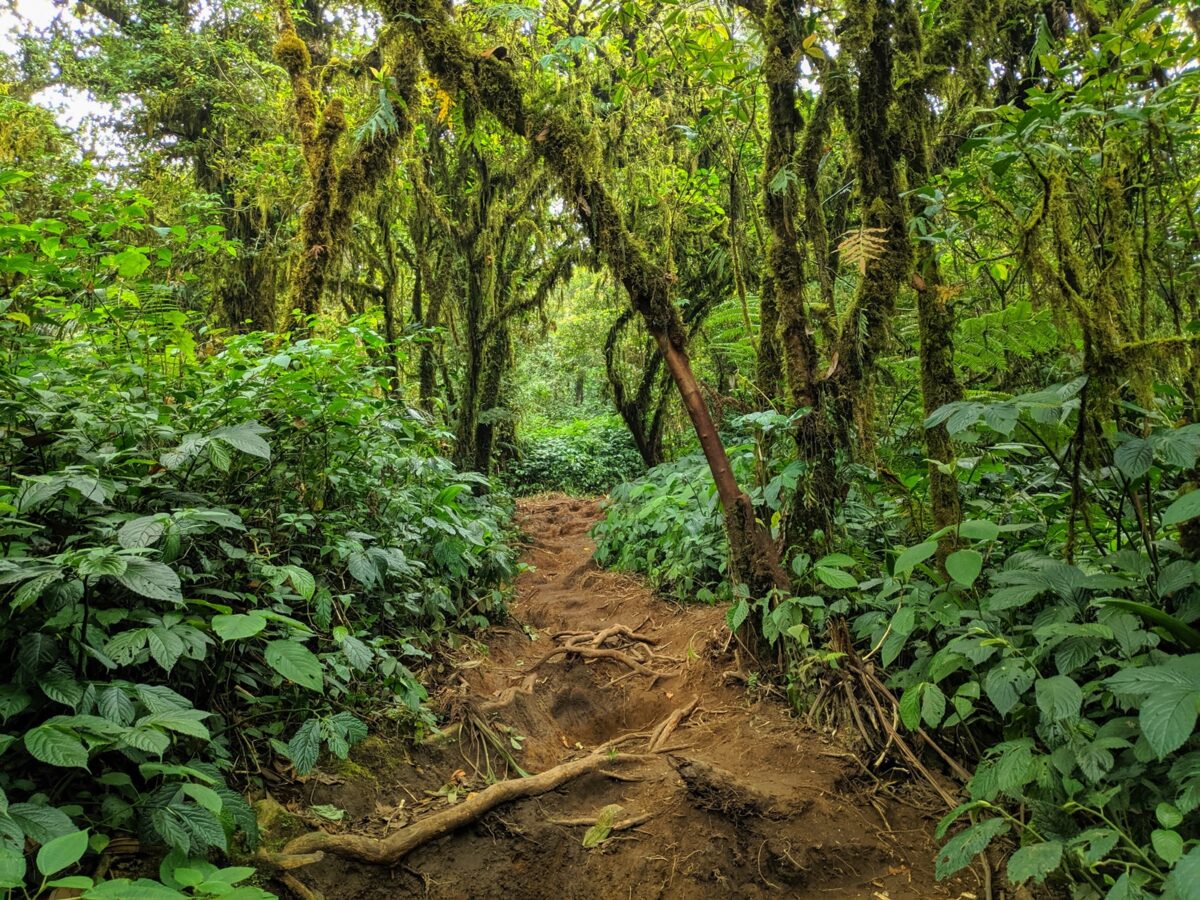 GUNUNG KEMBANG Harga Tiket, Jalur Pendakian, dan Fasilitas Jun 2026