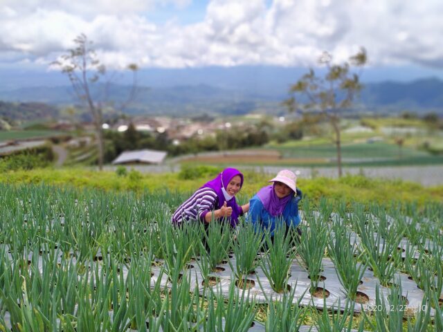 NEPAL VAN JAVA Harga Tiket, Jam Buka & Pesona - September 2025