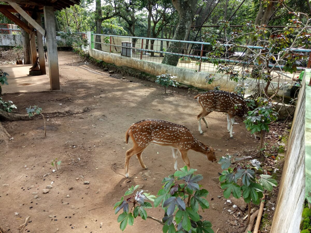 SEMARANG ZOO: Tiket Masuk, Atraksi dan Wahana - Agustus 2025