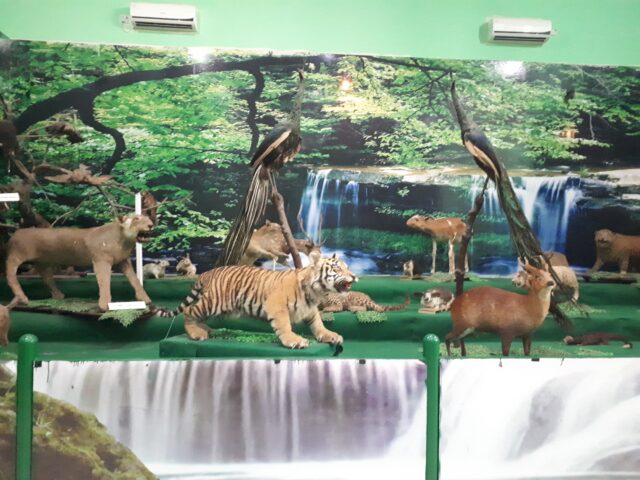 SEMARANG ZOO: Tiket Masuk, Atraksi dan Wahana - Maret 2025