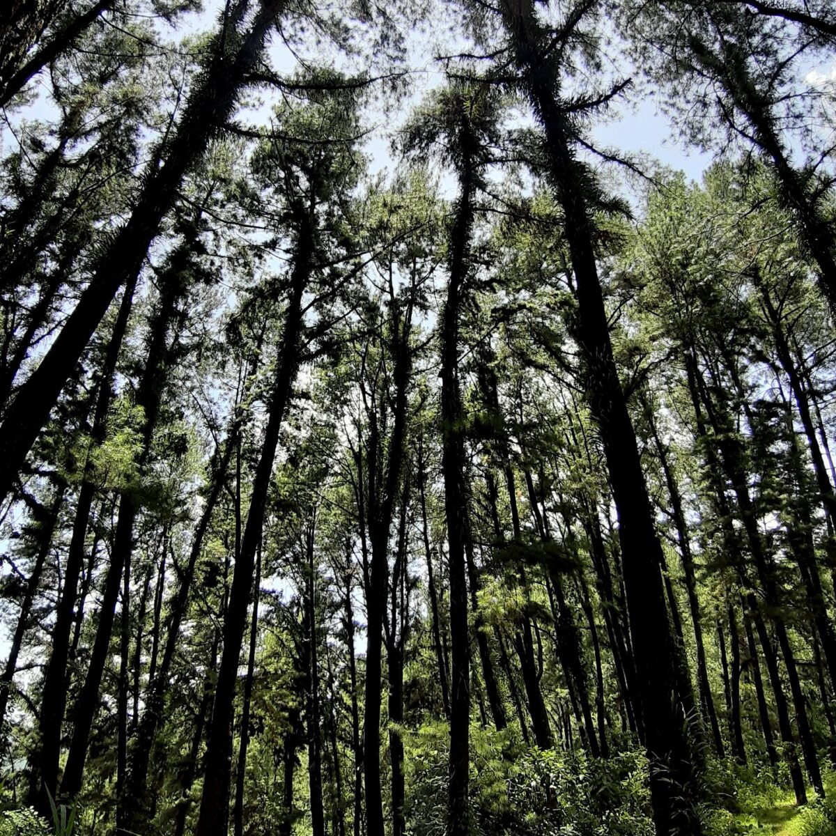 HUTAN PENGGARON Tiket dan Aktivitas Jun 2026