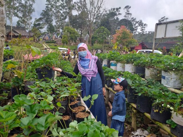 EMTE HIGHLAND RESORT Harga Tiket Masuk & Aktivitas - Oktober 2025