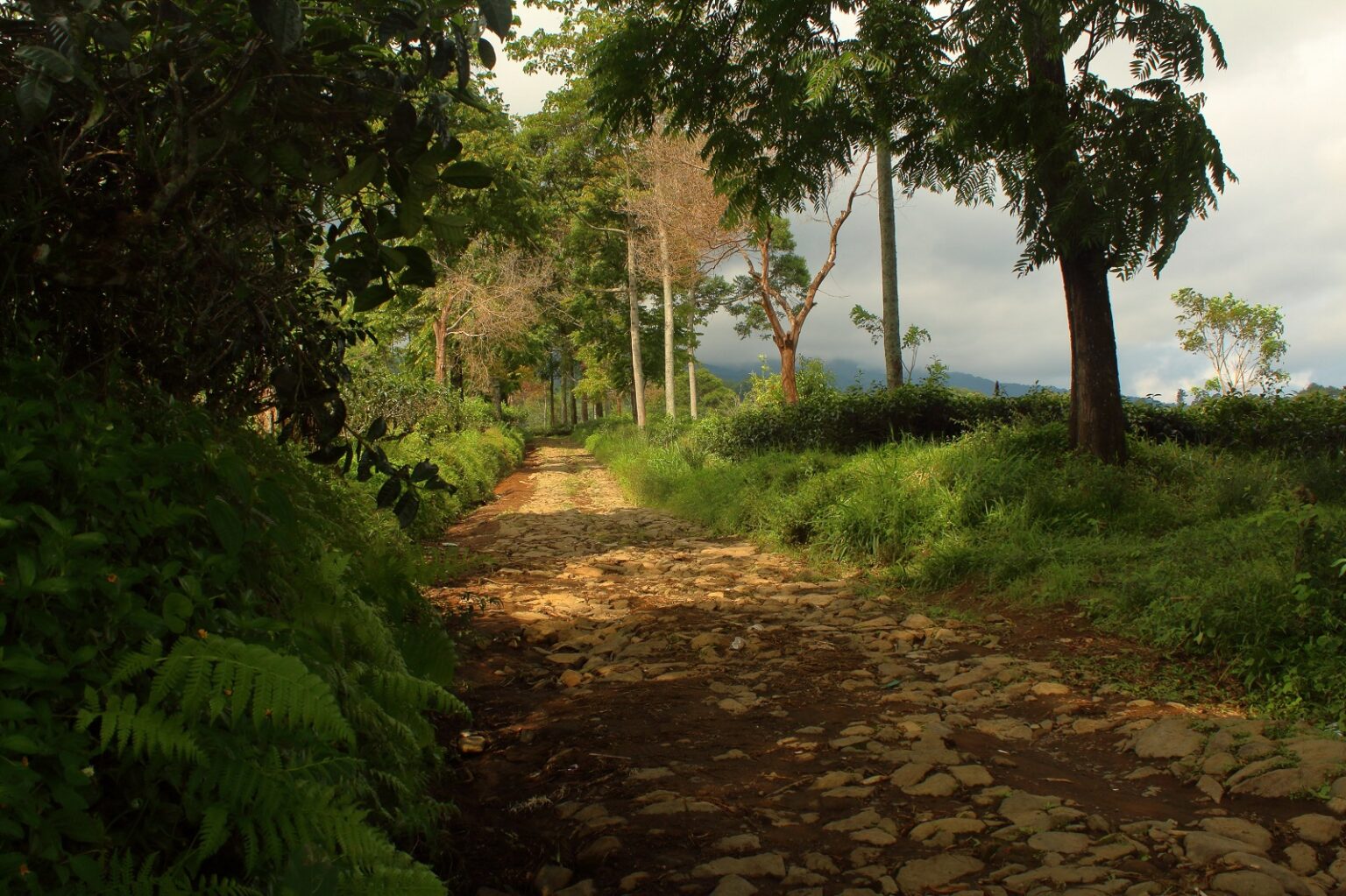 CAMPING GAYATRI Harga Menginap dan Aktivitas Apr 2026