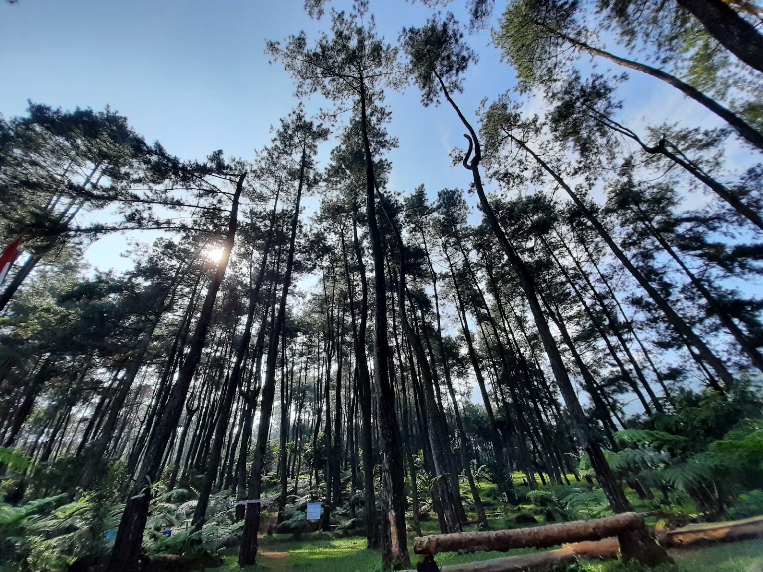 CURUG HIJI Tiket dan Area Berkemah di Hutan Pinus - Agustus 2025