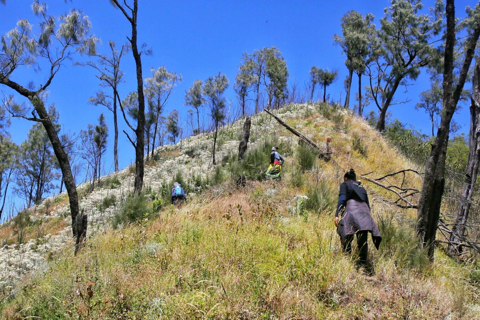 GUNUNG WILIS Tiket, Jalur Pendakian & Keindahan Juni 2026