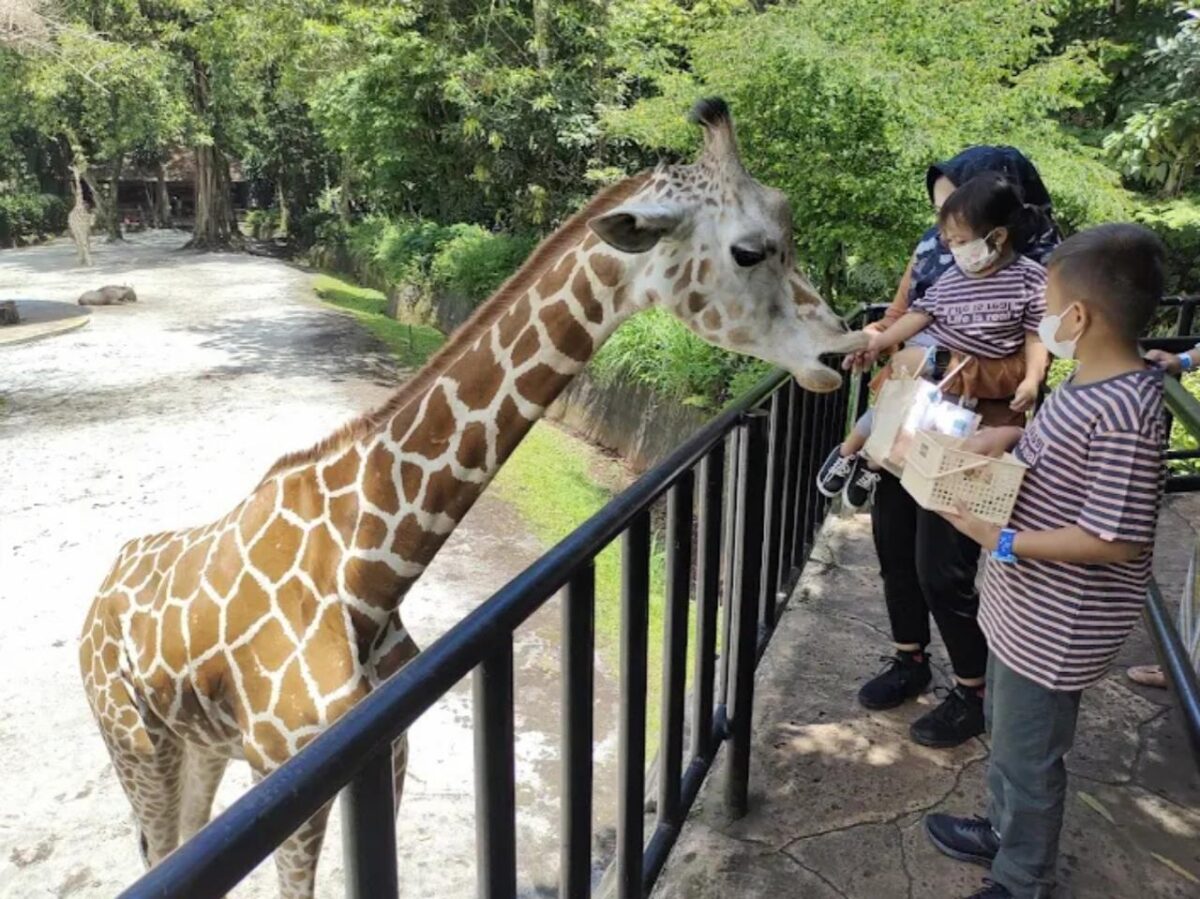 KEBUN BINATANG BANDUNG Tiket & 5 Aktivitas - - Agustus 2025