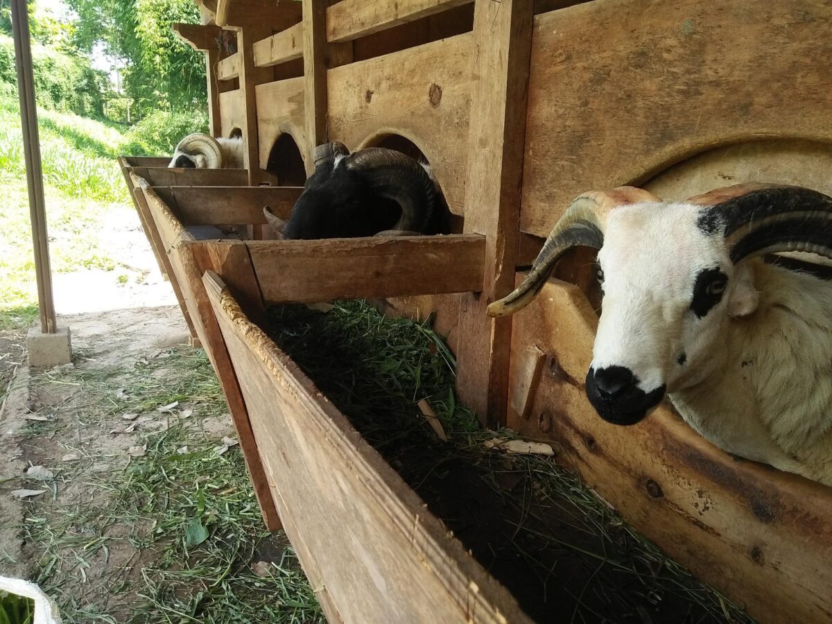 DE WISDOM Garut: Tiket Masuk, Wahana dan Kafe - Oktober 2025