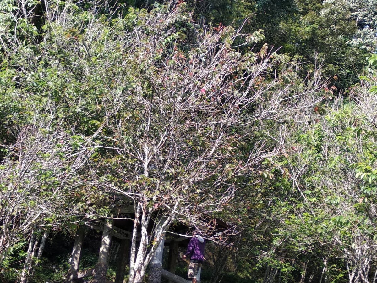 Tiket Masuk KEBUN RAYA CIBODAS Daya Tarik dan Fasilitas - November 2025