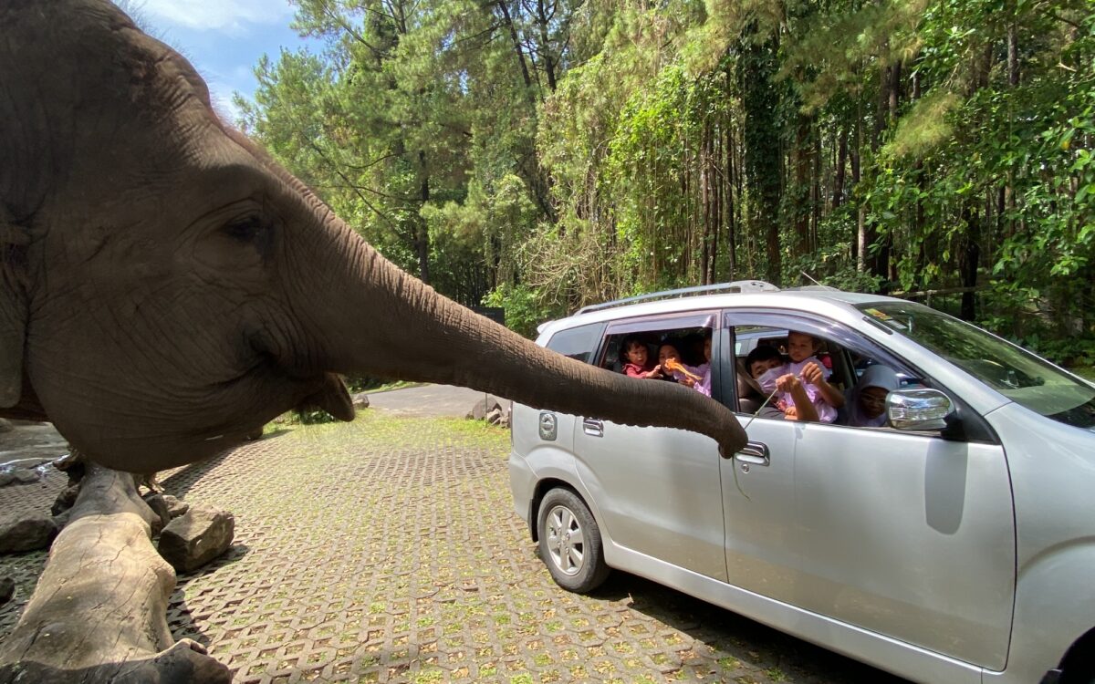 Taman Safari Indonesia 2 Prigen Tiket dan Atraksi - September 2025