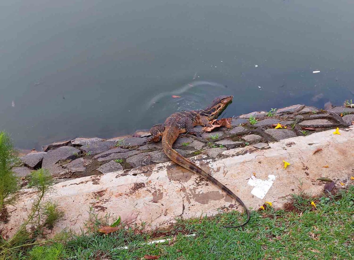 Danau Kenanga UI: Pesona Alam di Jantung Kampus Ternama - Oktober 2025