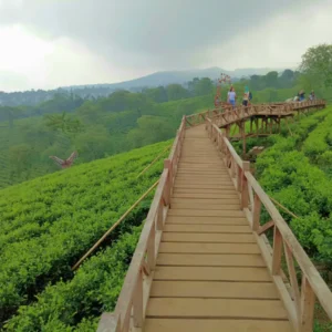 PRASASTI TALANG TUO Sejarah & Lokasi Ditemukan Juni 2024